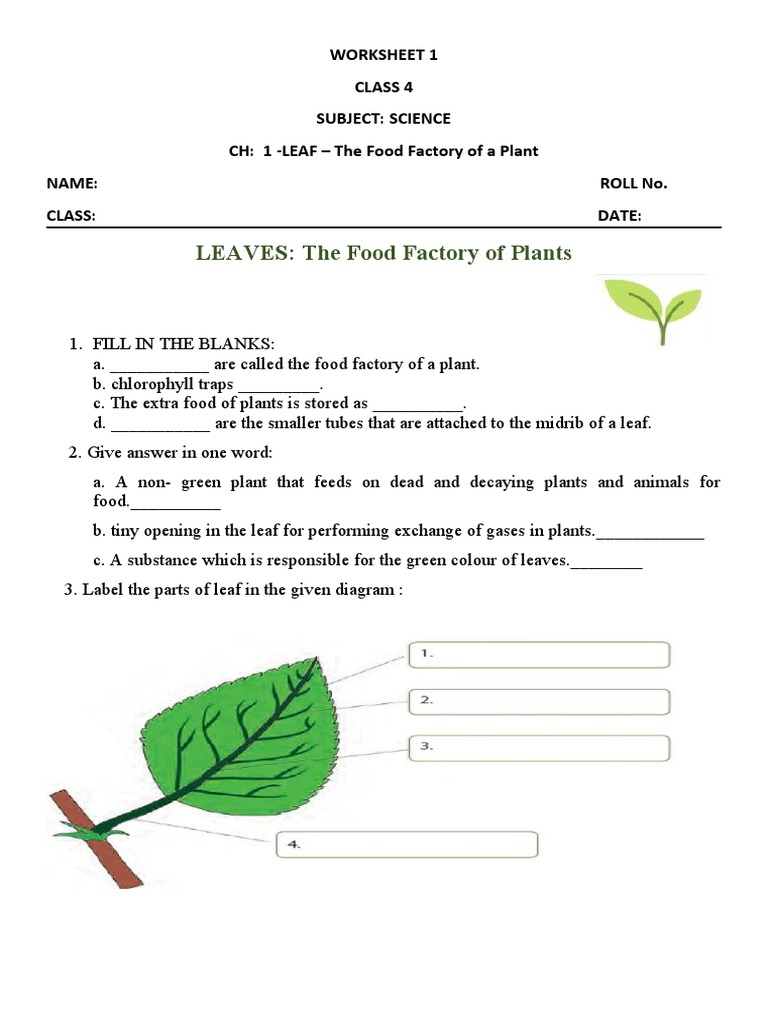 Worksheet CLASS 4 Science | PDF