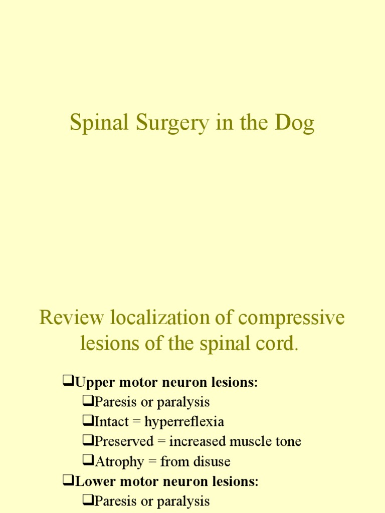 Spinal Surgery in The Dog | PDF | Neurological Disorders | Vertebral Column