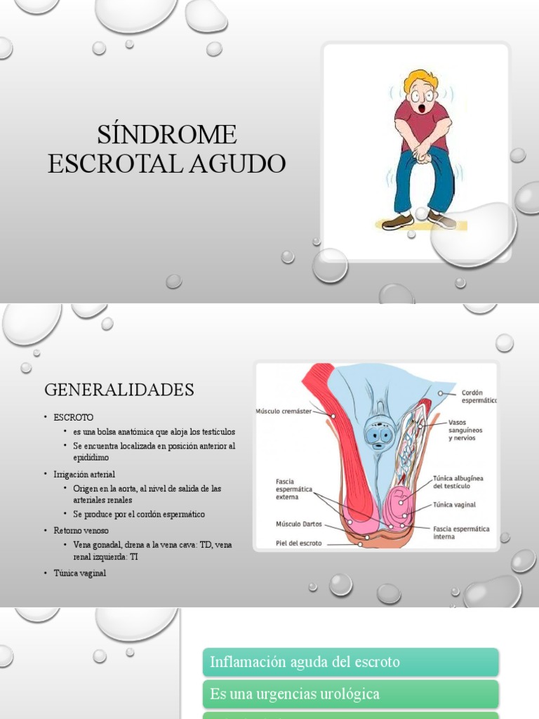 Escroto Agudo | PDF | Testículo | Medicina