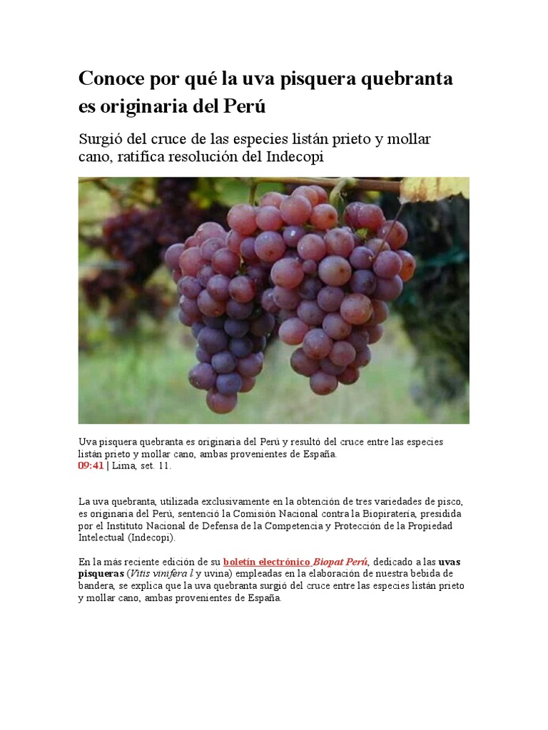 Conoce Por Qué La Uva Pisquera Quebranta Es Originaria Del Perú | PDF ...