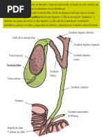 HEPAGRAS | PDF | Hígado | Bilis