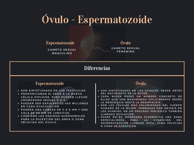 Diferencias Entre Óvulo y Espermatozoide. | PDF
