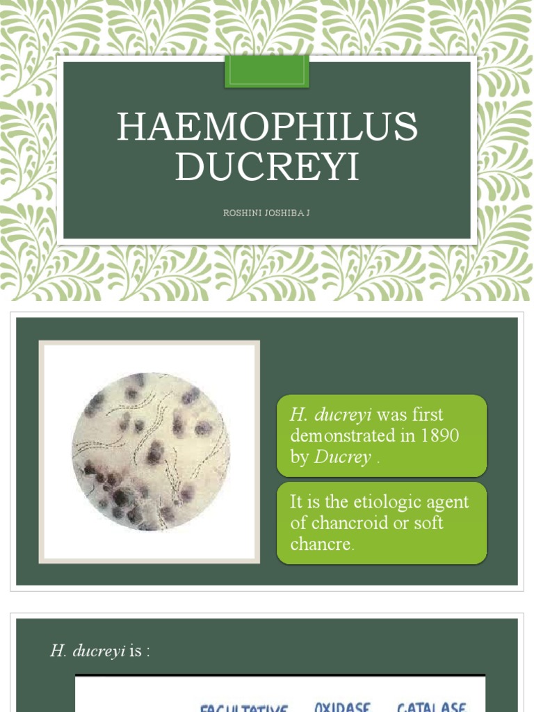 Haemophilus Ducreyi by Roshini | PDF