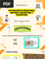 Laminación de Rexed | PDF | Médula espinal | Cerebelo