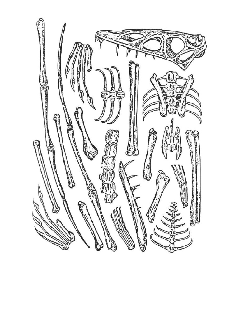 Fossil Sheet | PDF