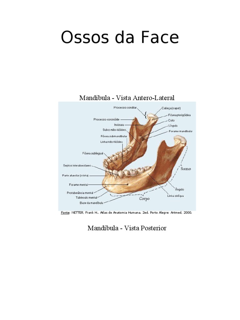 Anatomia - Humana-Ossos Da Face | PDF