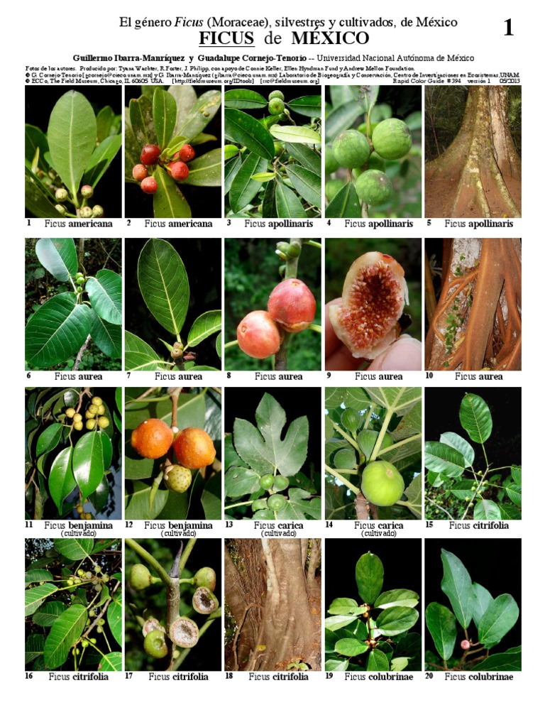 Genero Ficus Mexico | PDF | Ficus | Flora