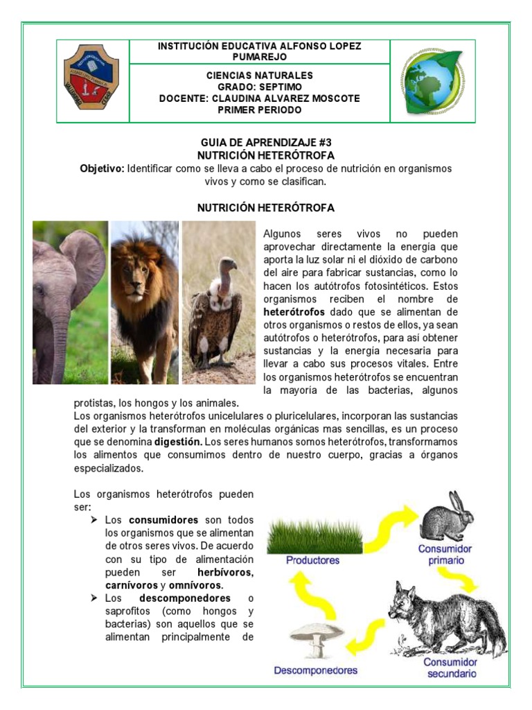 Nutrición Heterótrofa | PDF