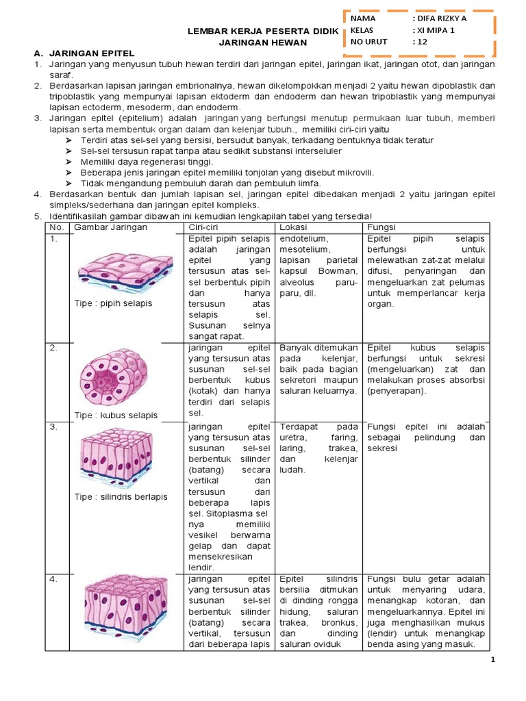 Jaringan Epitel pada Hewan Kelas 11 | PDF | Sains & Matematika
