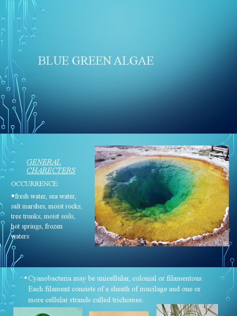Blue Green Algae | PDF | Cyanobacteria | Cell (Biology)