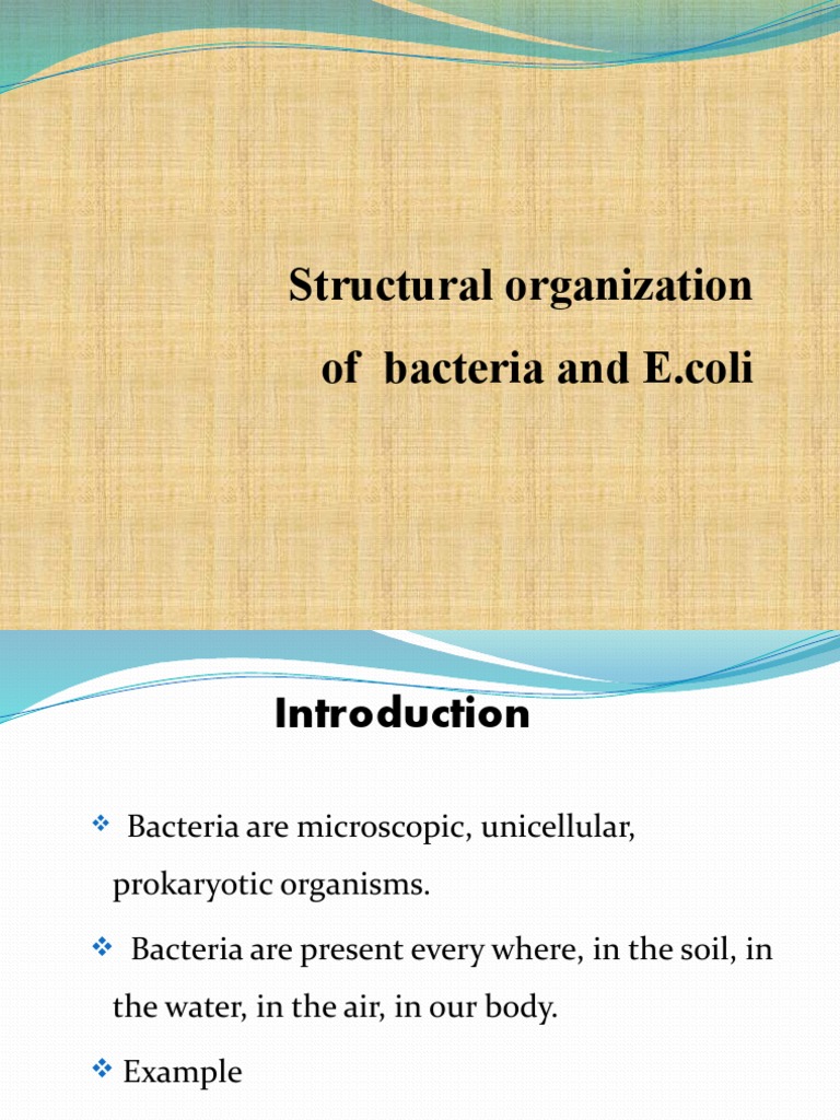 Structural Organization of Bacteria and E.coli | PDF | Bacteria | Cell ...