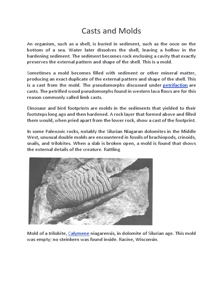 Casts and Molds | PDF | Fossil | Paleontology