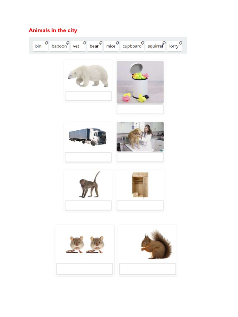 Animals in The City | PDF | Dogs | Foods