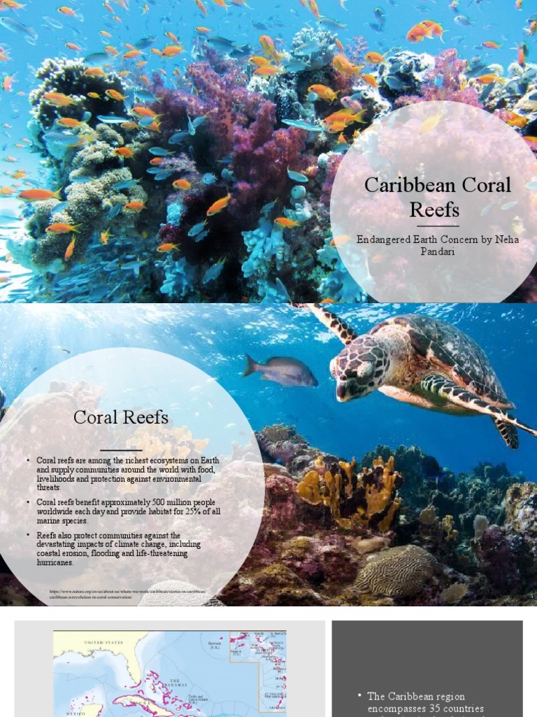 Caribbean Coral Reefs | PDF | Coral Reef | Overfishing