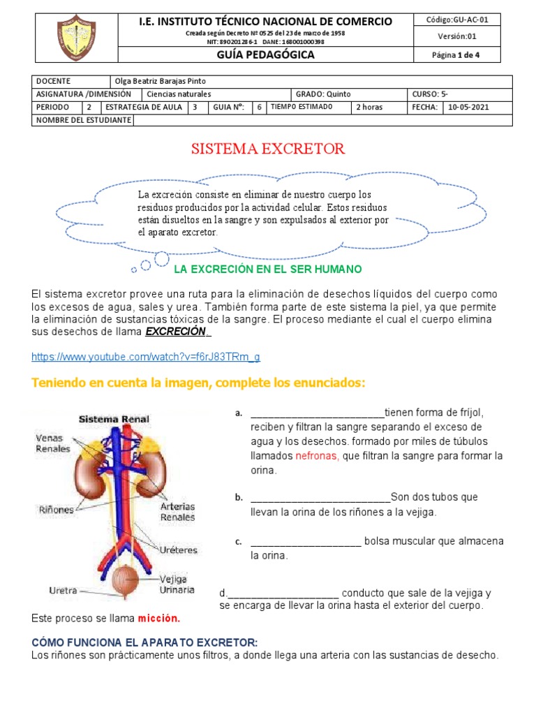 3.4. Guía Sistema Excretor | PDF | Sistema urinario | Orina