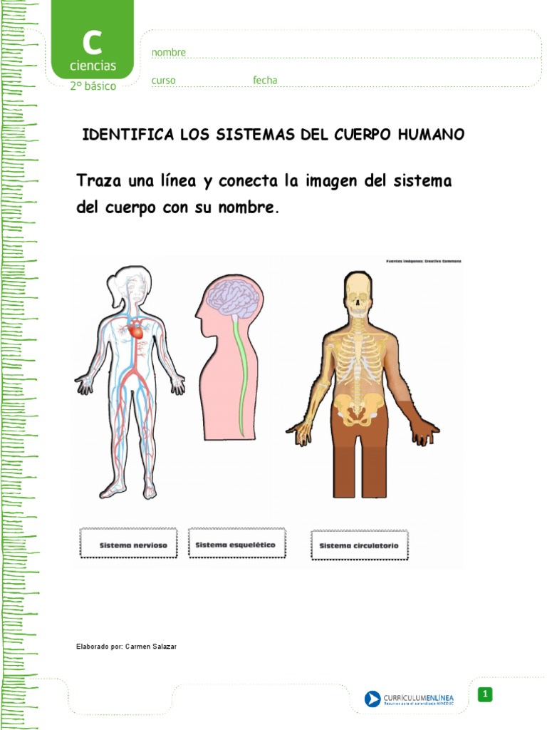 Sistemas Del Cuerpo Humano | PDF