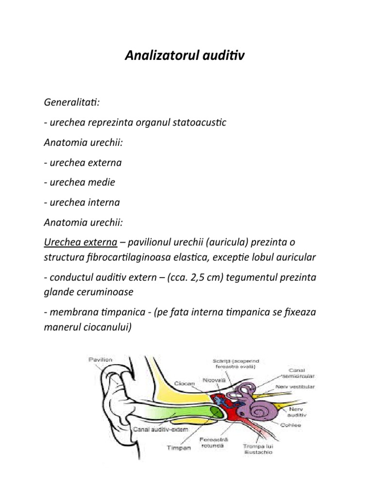 Analizatorul Auditiv | PDF