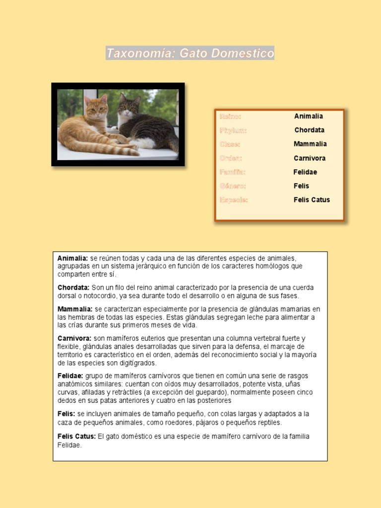 Tax. Felis Catus, Canis Lupus Familiaris | PDF | Mamíferos | Canidae