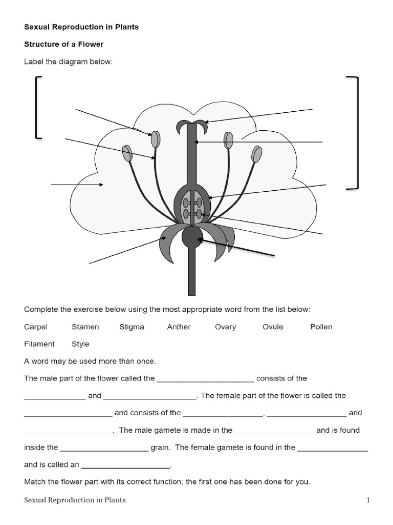 Human Reproduction Worksheets Sexual Reproduction In Flowering Plants