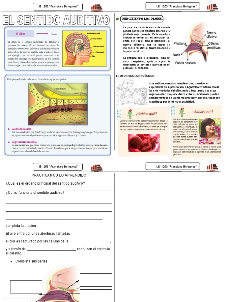 Ficha Del Sentido Auditivo | PDF | Anatomía | Órgano (anatomía)