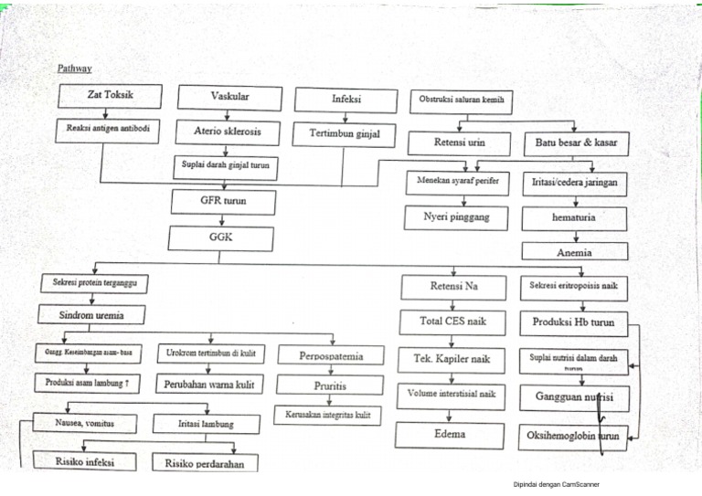 Pathway CKD | PDF