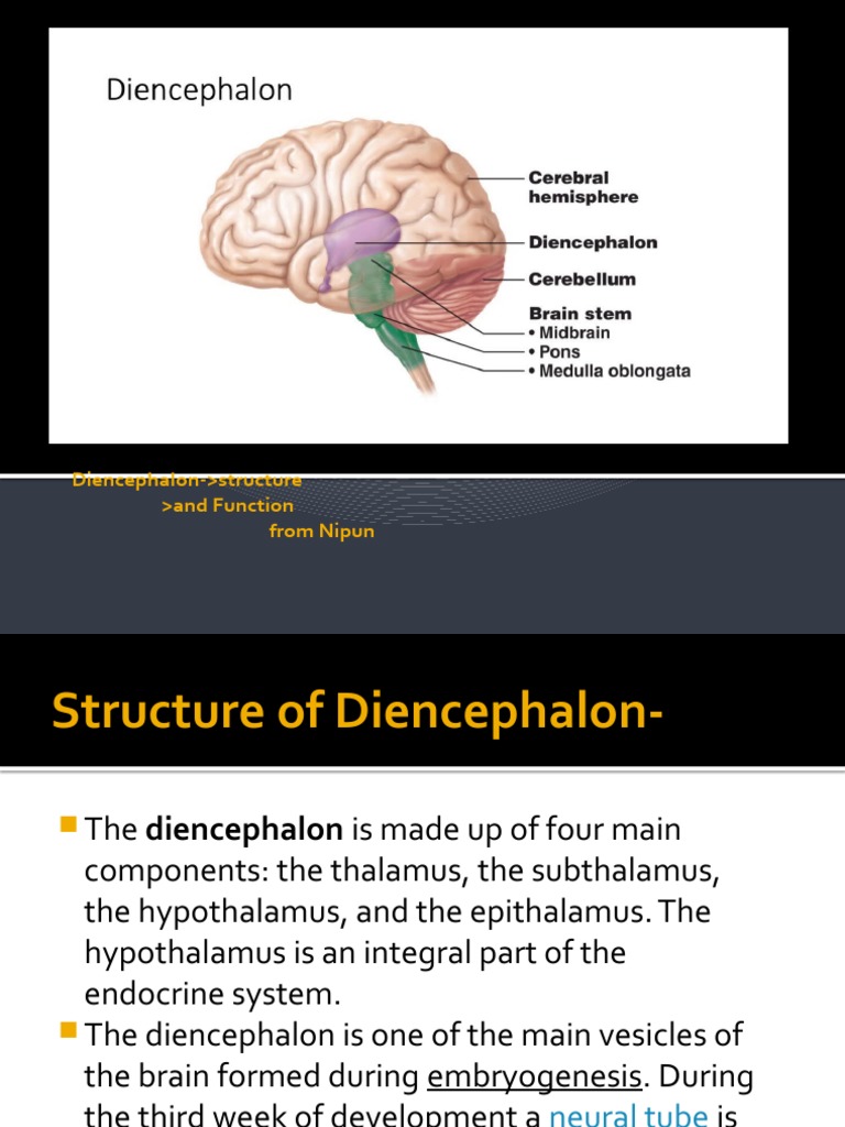 Diencephalon-Ppt For Bio | PDF