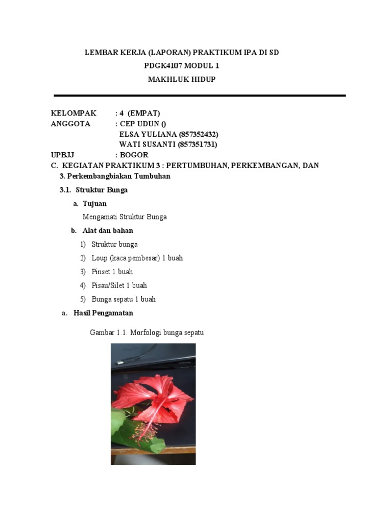 Praktikum Struktur Bunga Sepatu | PDF