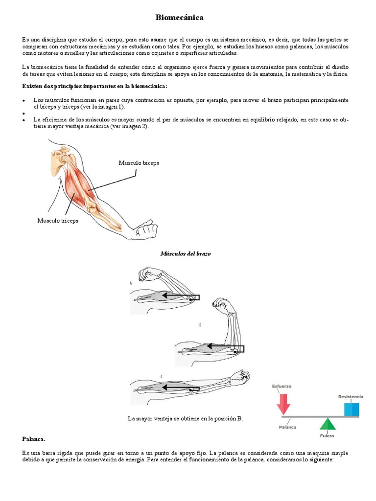 Biomecánica | PDF | Palanca | Fuerza