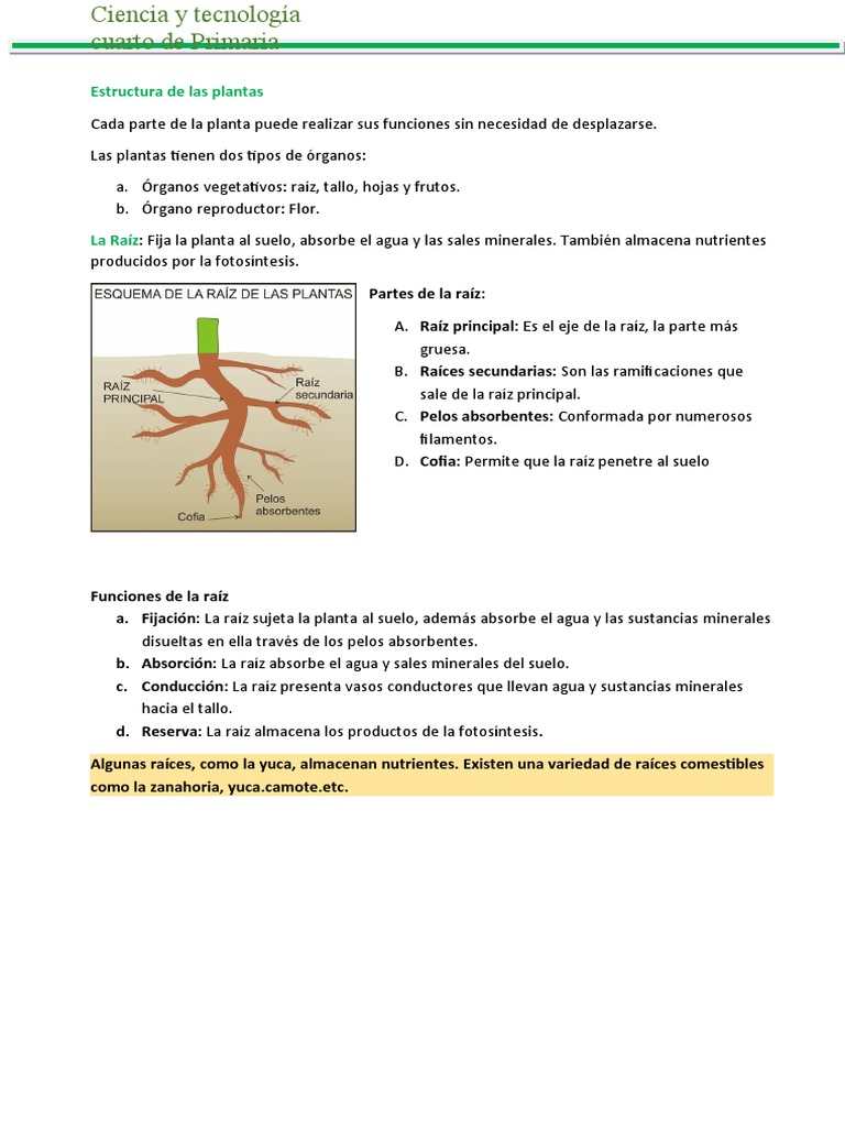 Estructura y funciones de las raíces | PDF | Ciencia y matemáticas