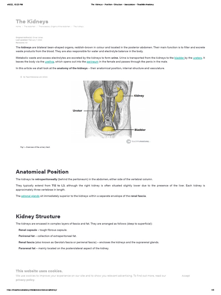 The Kidneys - Position - Structure - Vasculature - TeachMeAnatomy | PDF ...