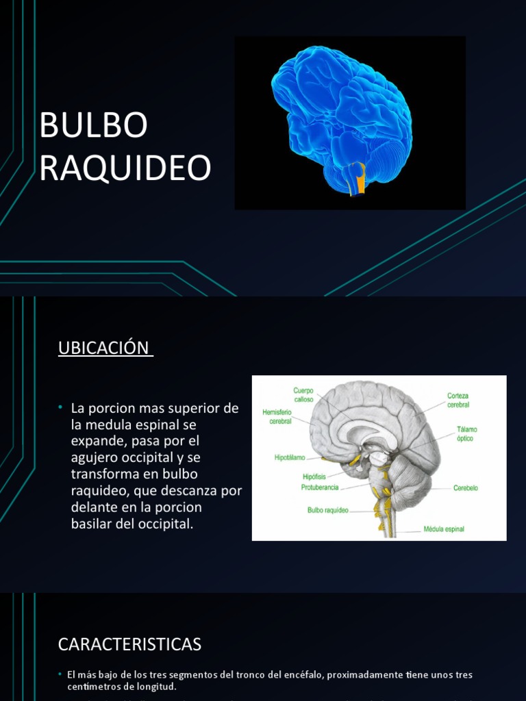 Bulbo Raquideo | PDF | Sistema nervioso | Anatomía humana