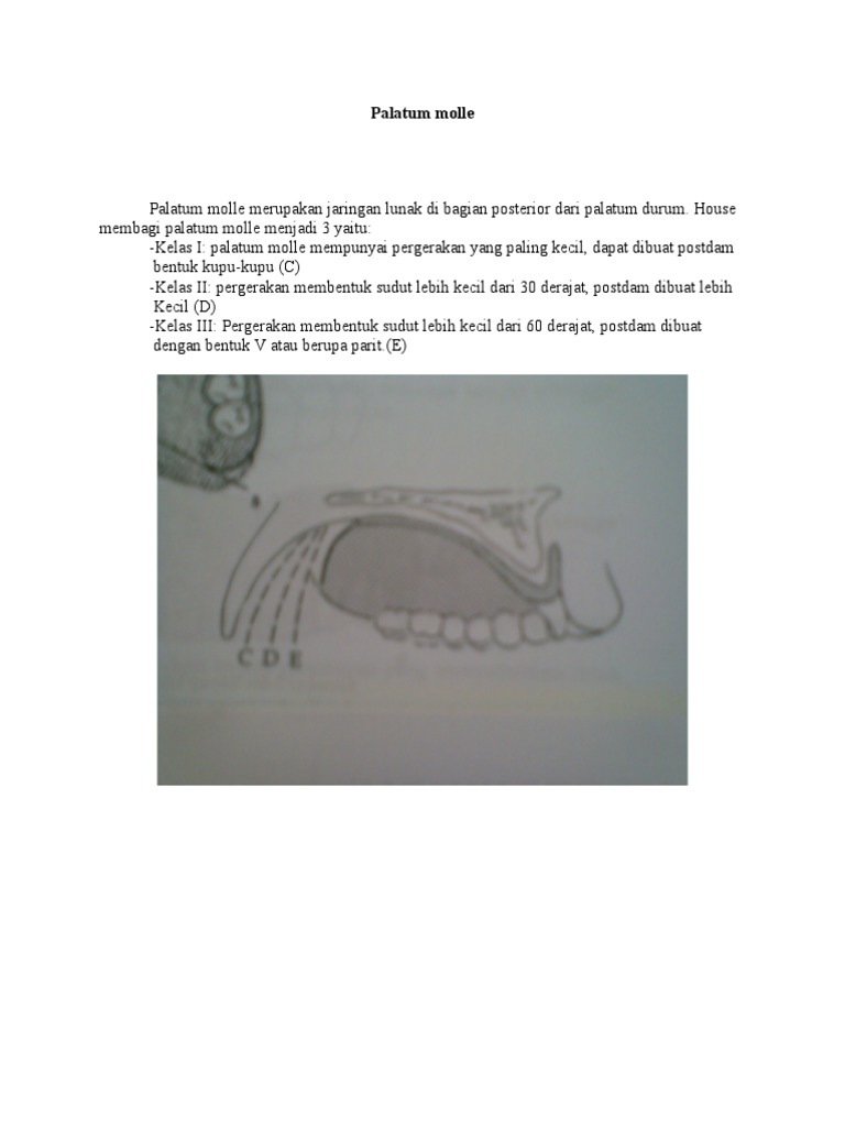 Palatum Molle | PDF