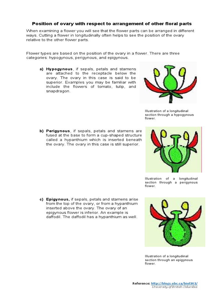 Position of ovary with respect to arrangement of other floral parts | PDF