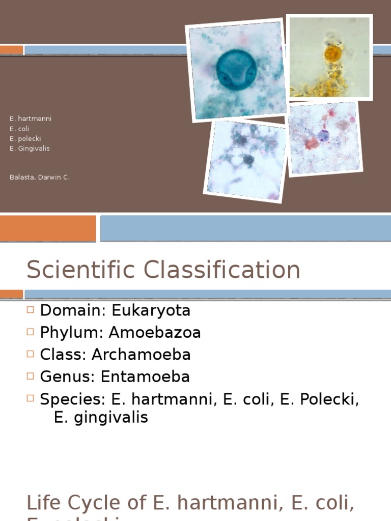 Entamoeba SPP | PDF | Microbiology | Clinical Medicine