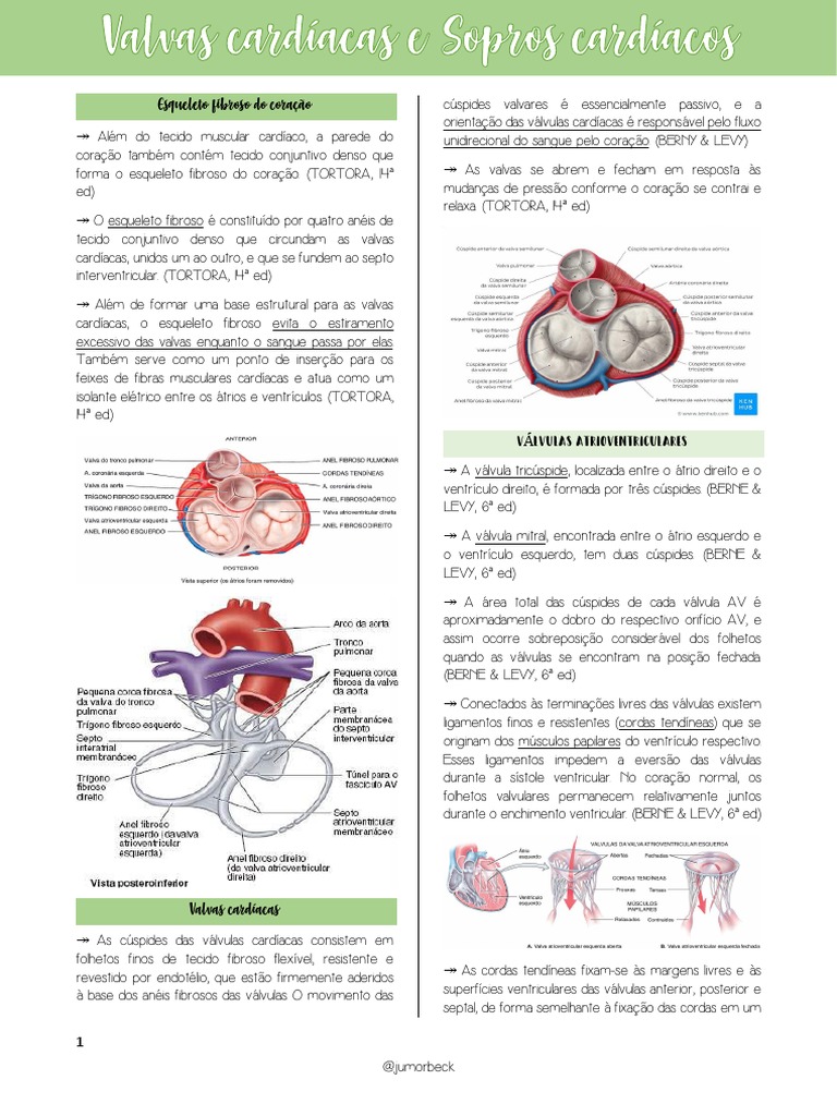 Estrutura e Função das Valvas Semilunares | PDF | Ventrículo (coração ...