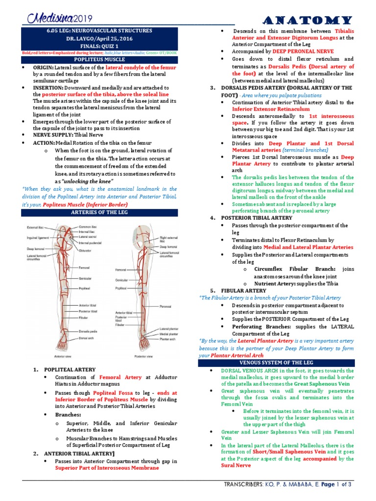 6.05 Leg - Neurovascular Structures | PDF | Human Leg | Foot