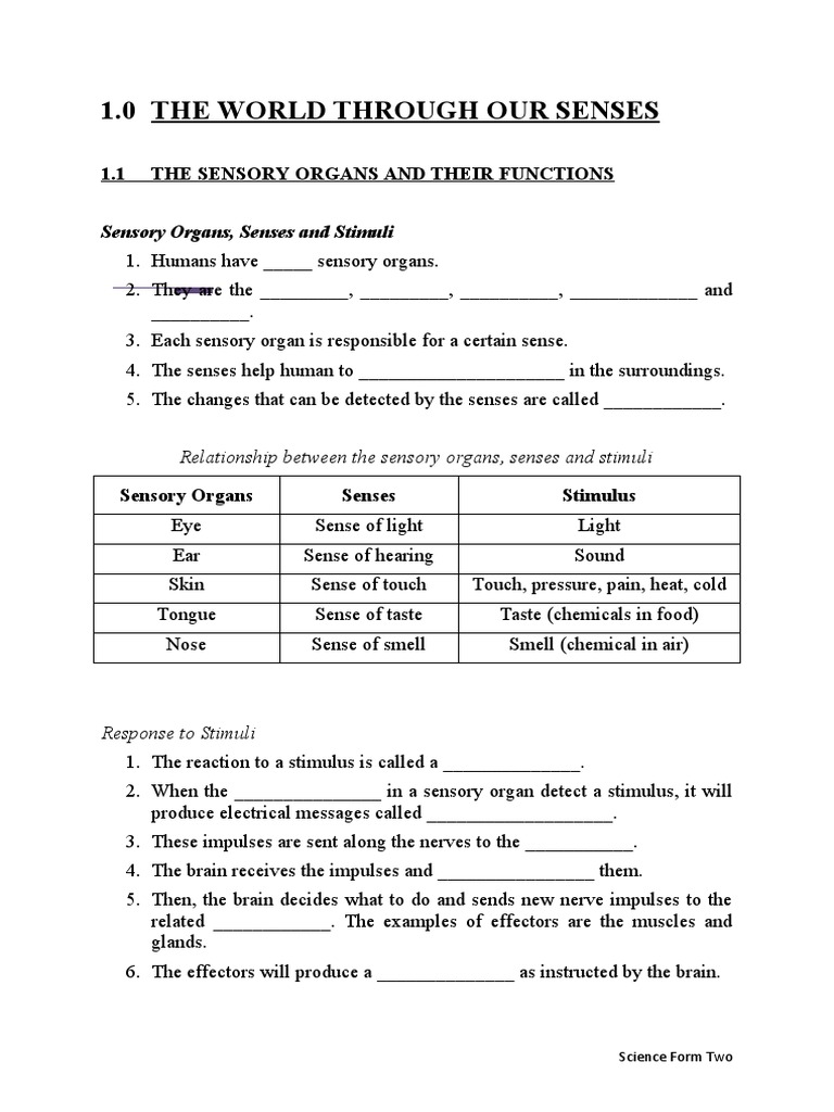 Understanding the Human Senses | PDF | Senses | Ear