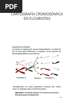 ANEXO TEMA 3 RODILLA-Fosa Intercondilea | PDF | Rodilla | Pelvis