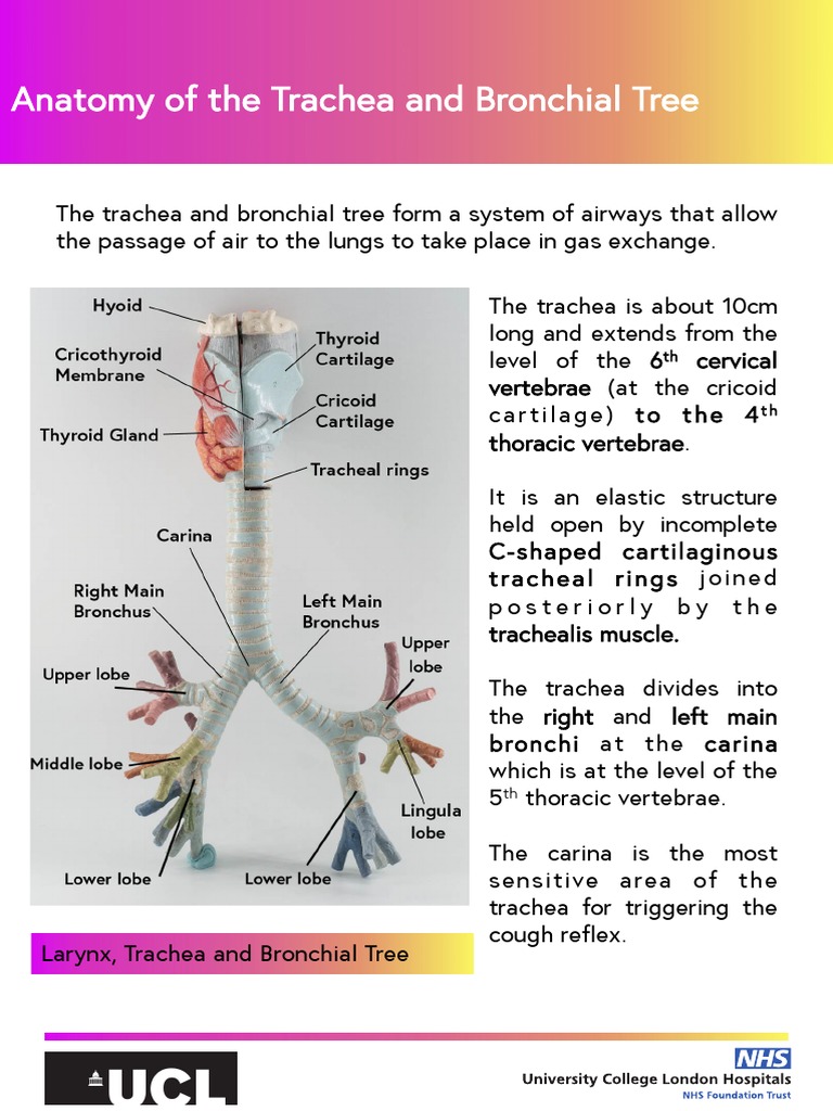 An In-Depth Exploration of the Anatomy and Branching Structure of the ...