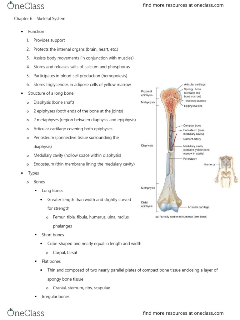 Anatomy and Physiology Test 2 Prep | PDF | Anatomical Terms Of Motion ...