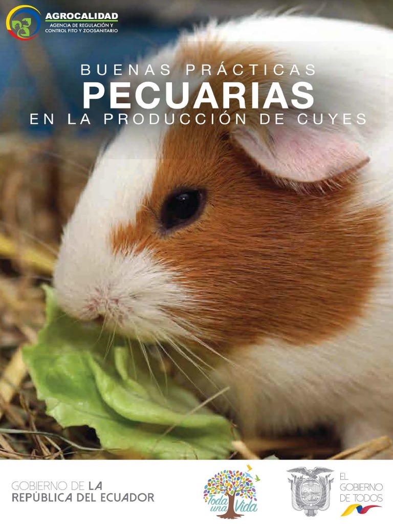 Buenas Prácticas en Producción de Cuyes | PDF | Alimentos | Residuos