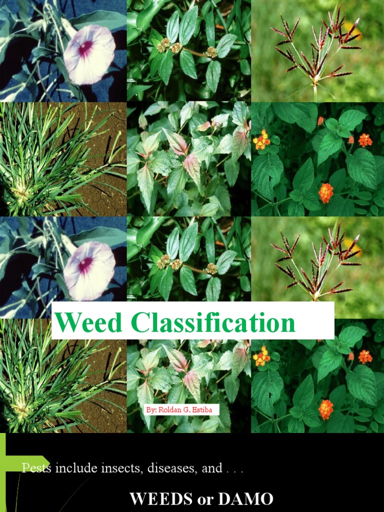 Weeds Presentation | PDF | Weed | Maize