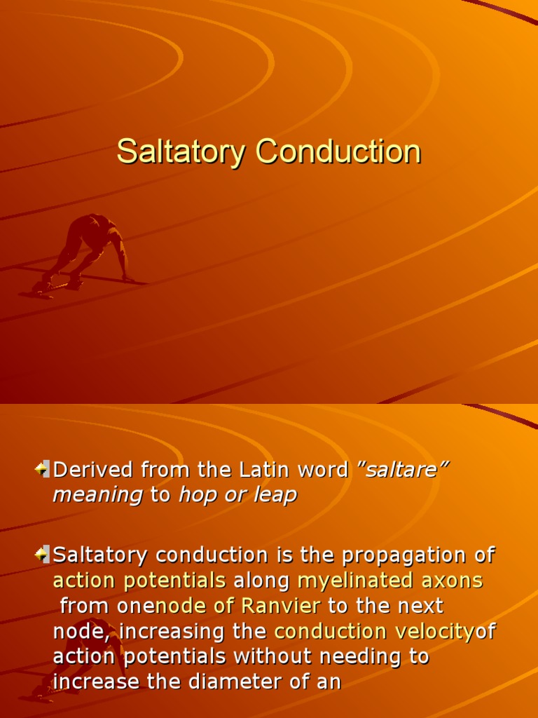 Saltatory Conduction | PDF