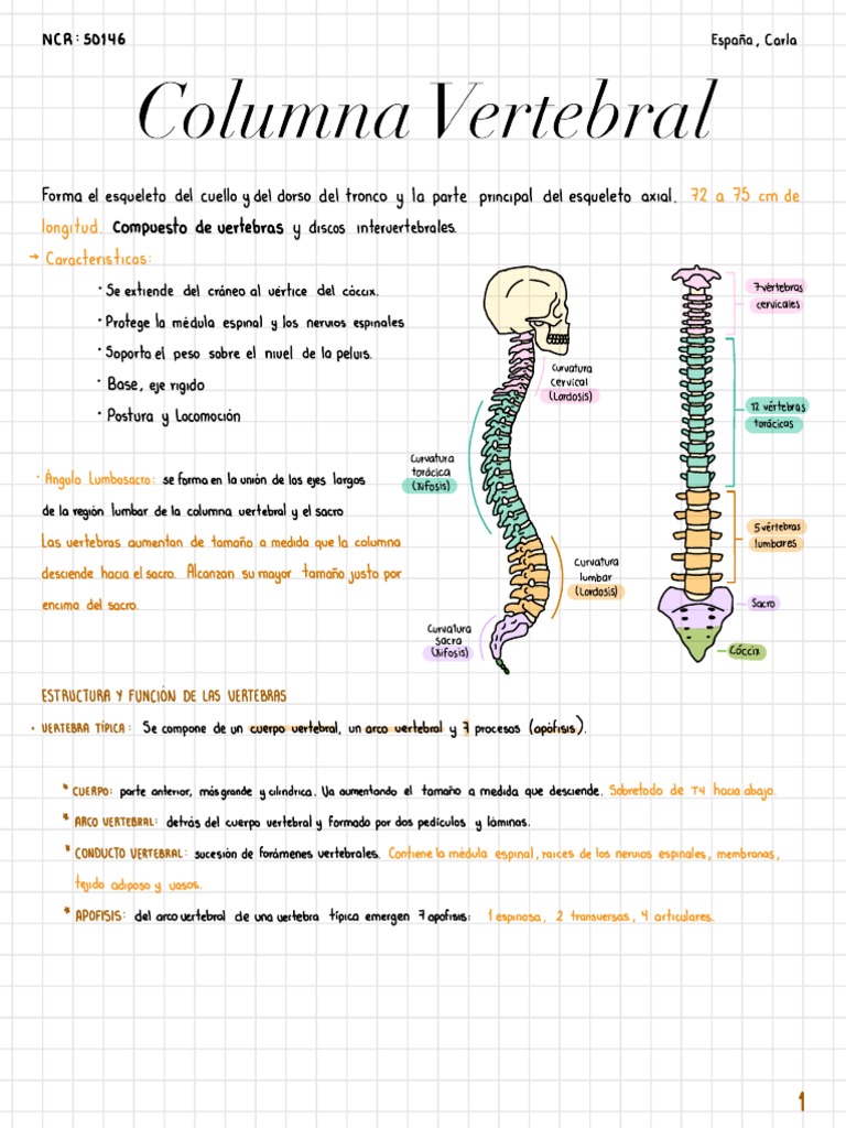 Anatomía de la Columna Vertebral | PDF | Vértebra | La columna vertebral