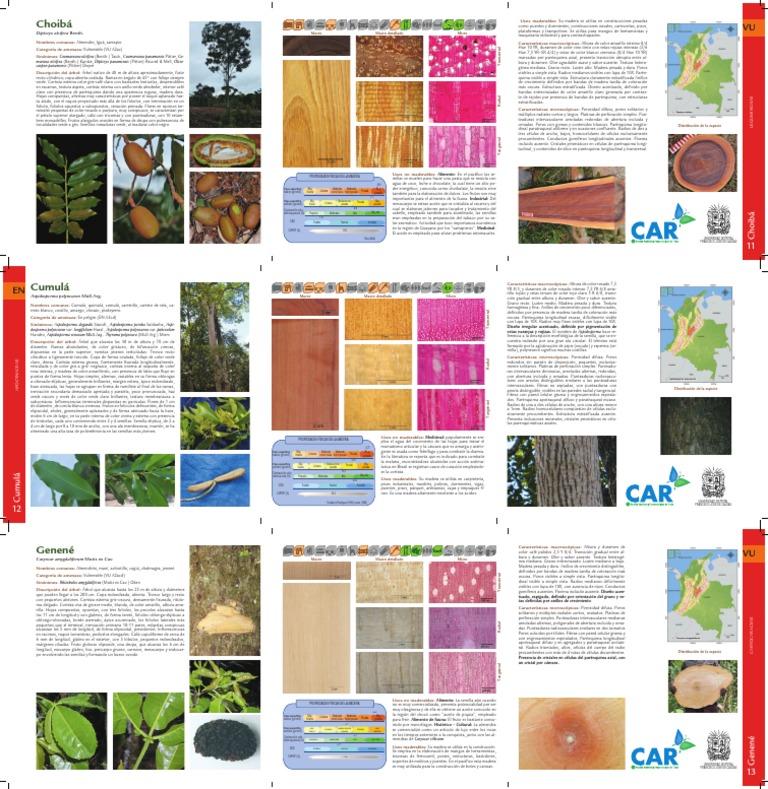 Propiedades del Choibá y su Madera | PDF | Hoja | Arboles
