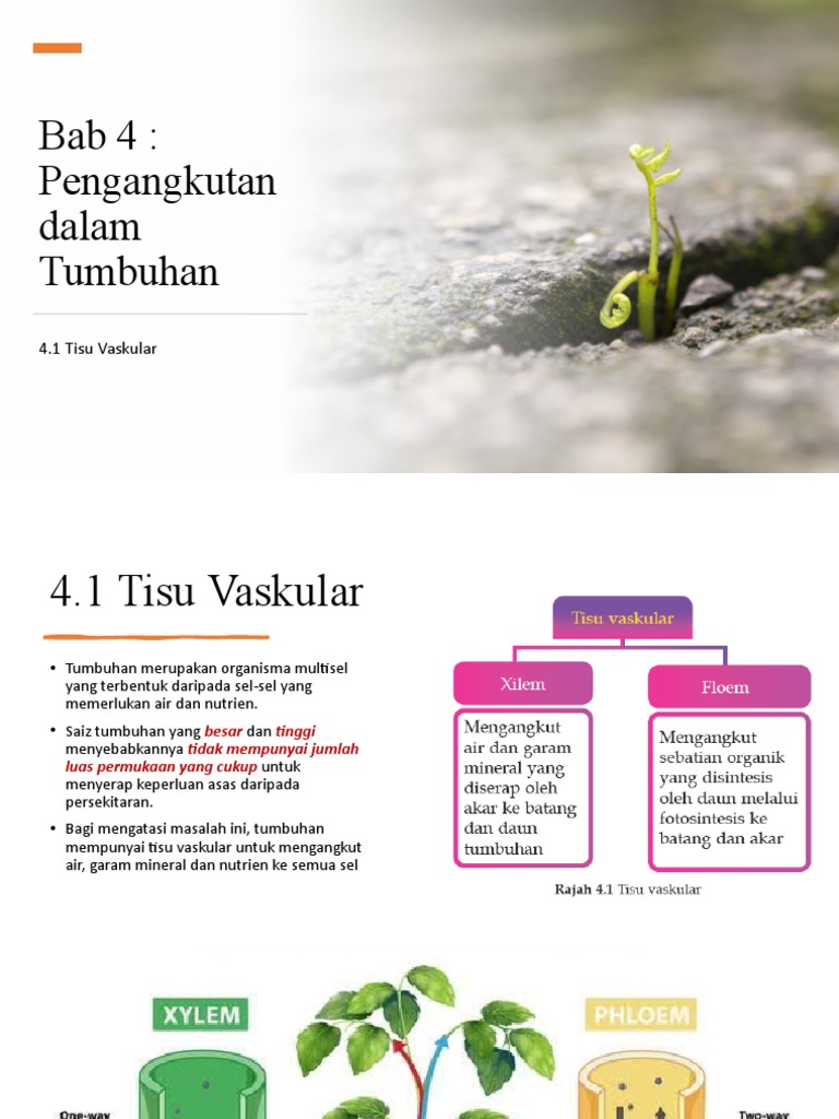 4.1 Tisu Vaskular | PDF