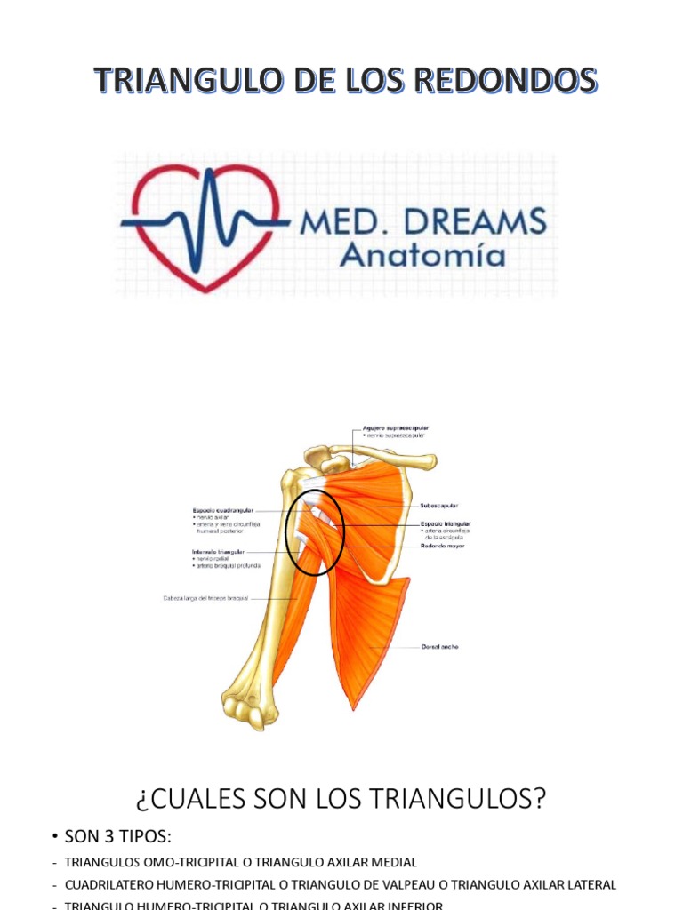 Triangulo de Los Redondos | PDF | Tejido suave | Sistema musculoesquelético