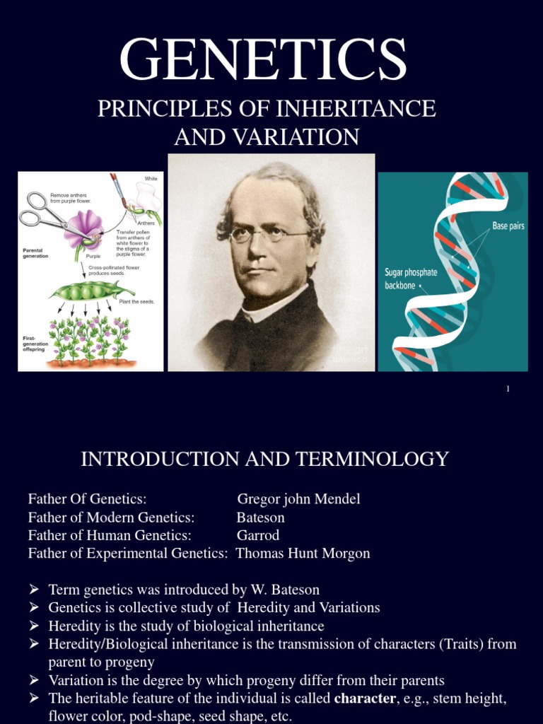 Genetics - I - Merged | PDF | Dominance (Genetics) | Zygosity