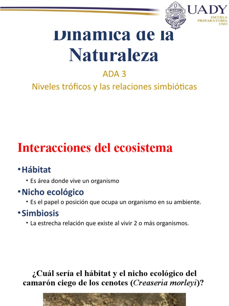 Clase 3 (Niveles Tróficos y Relaciones Simbioticas) | PDF | Zoología ...