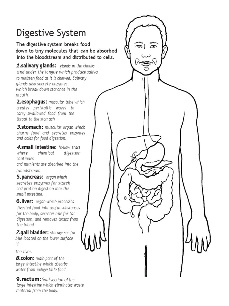 Digestive System | PDF | Digestion | Human Digestive System